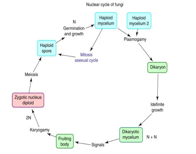 ¿Qué es la plasmogamia y la cariogamia ?: Definiciones, diferencias ...