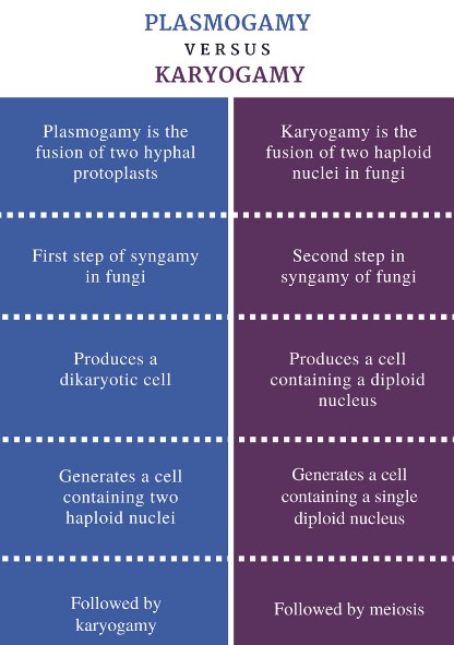 ¿Qué es la plasmogamia y la cariogamia ?: Definiciones, diferencias ...